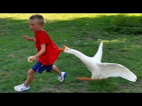 Lustige Tiere scheitern! - VERSUCHEN SIE NICHT, HERAUSFORDERUNG ZU LACHEN!