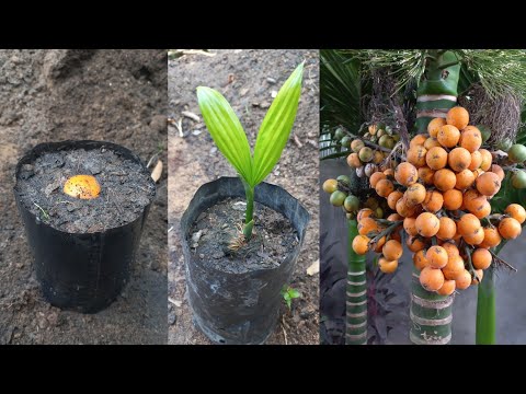 How To Grow Areca From Seed | Grow Betel Nut Tree From Seed - Grafting Agriculture Technology