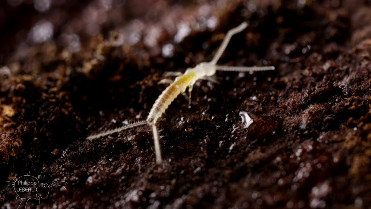 Diplura Campodea sp - YouTube