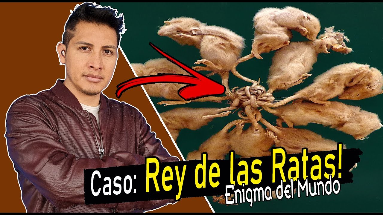 EL REY DE LAS RATAS UN MISTERIO INEXPLICABLE - YouTube