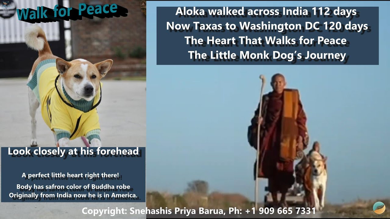 Aloka — The Heart That Walks for Peace | The Little Monk Dog’s Journey ...