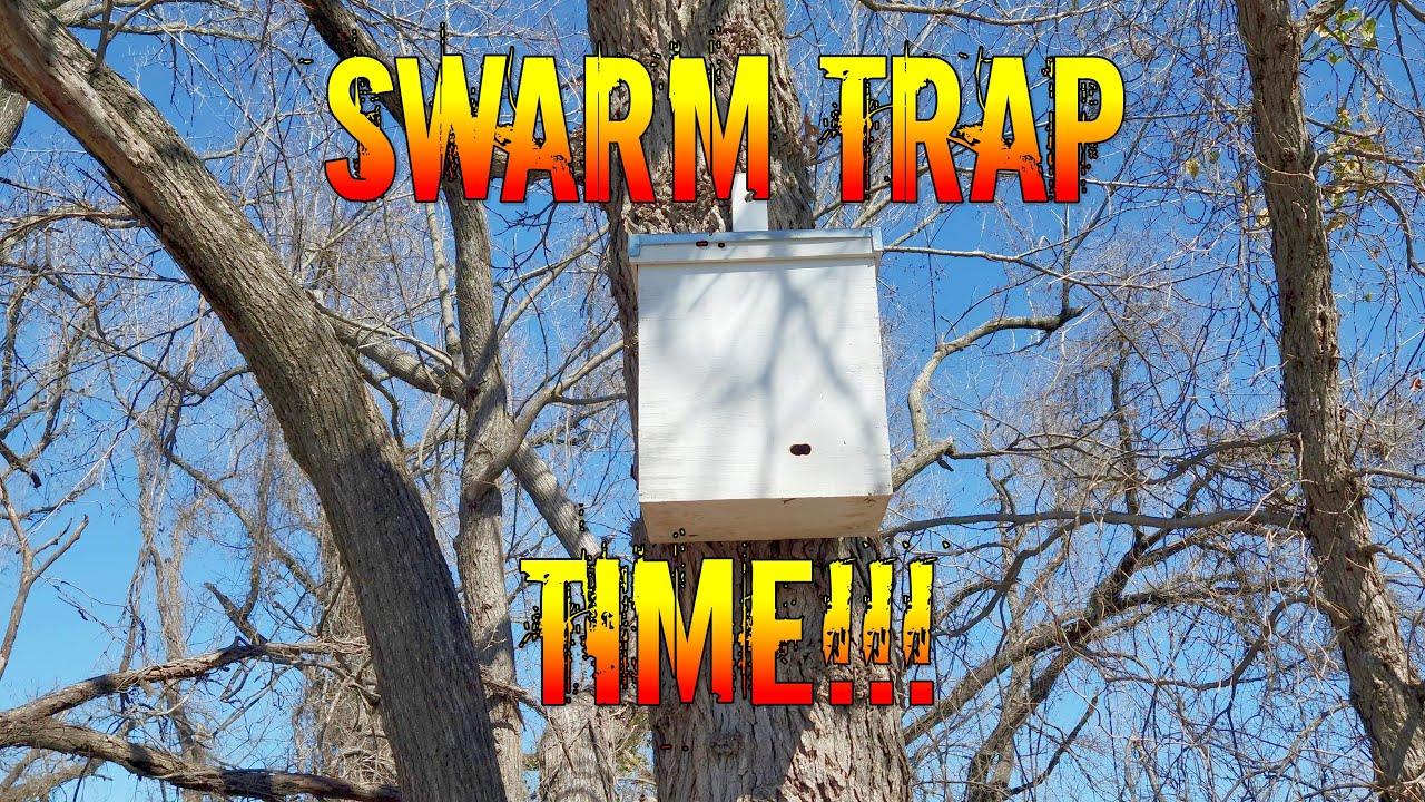 First Swarm Trap Setup for 2024 - YouTube