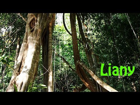 Liany