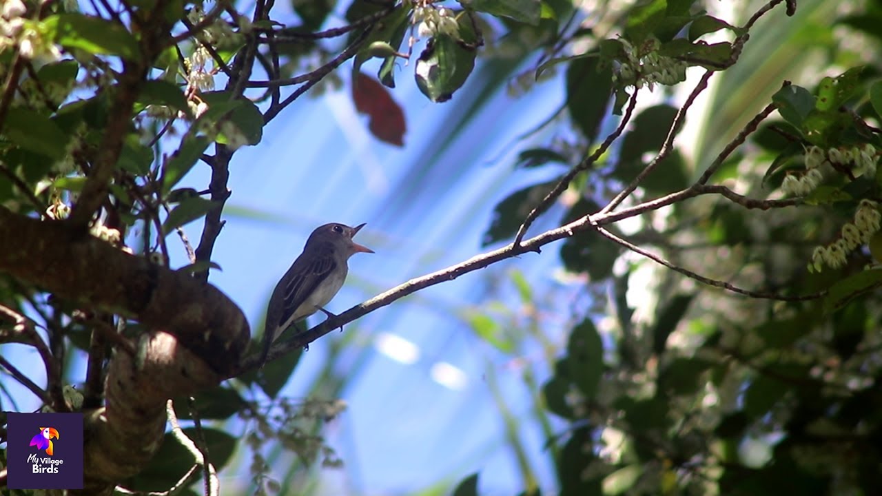 Asian Brown Flycatcher Bird foraging on Flowered Ceylon Olive Tree ...