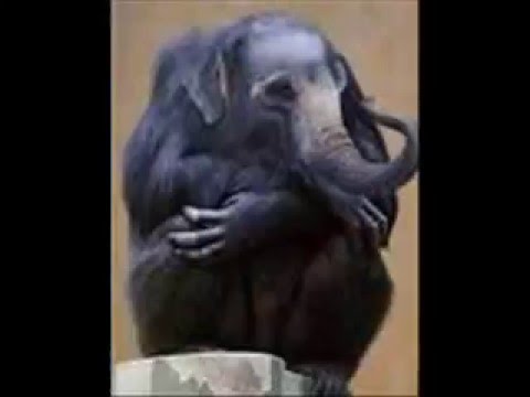 Morphed Animals... - YouTube