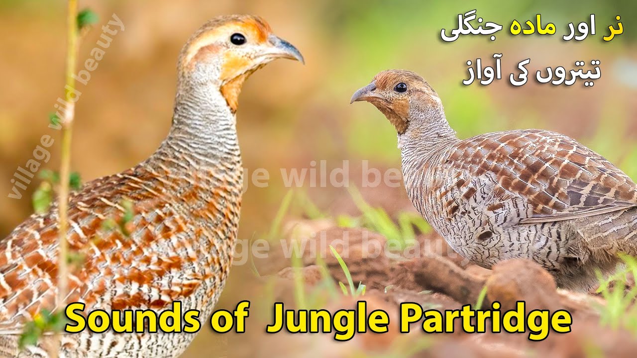 Jungle Partridge Female Sounds | Francolin Pair Voice | Female Male ...