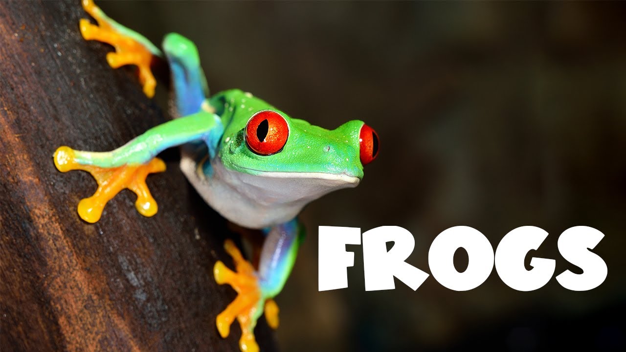 Frogs | The Largest Group of Amphibians | Chorus of Colors | All About ...