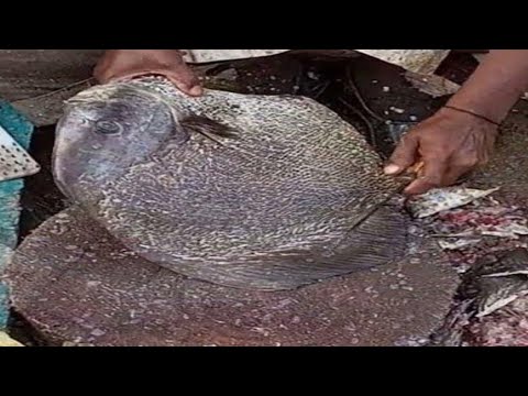 BAT FISH CUTTING NEW BLACK POMFRET FISH CUTTING - YouTube