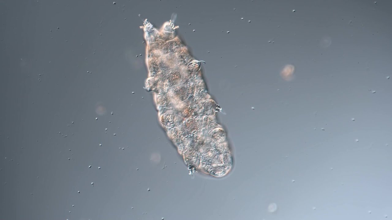 Rehydrating a tardigrade back to life! - YouTube