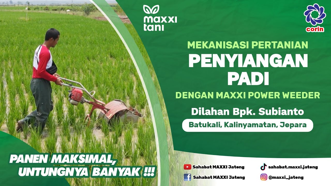 MAXXI TANI || PENYIANGAN PADI MODERN DENGAN MAXXI POWER WEEDER ...
