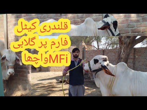 Qalandri catal farm per gulabi MFi waccha - YouTube