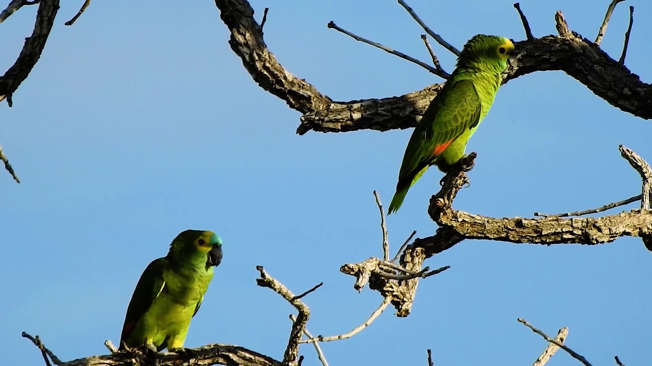 Sounds TURQUOISE-FRONTED PARROT Couple Singing, AMAZONA AESTIVA ...