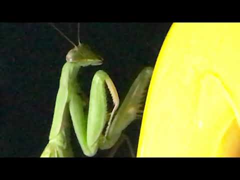 Praying mantis eyes at night #prayingmantis - YouTube