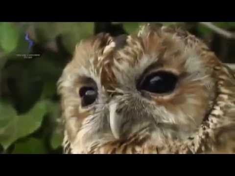 Bird Migration - Wild In Seasons Documentary - Discovery 24h - YouTube