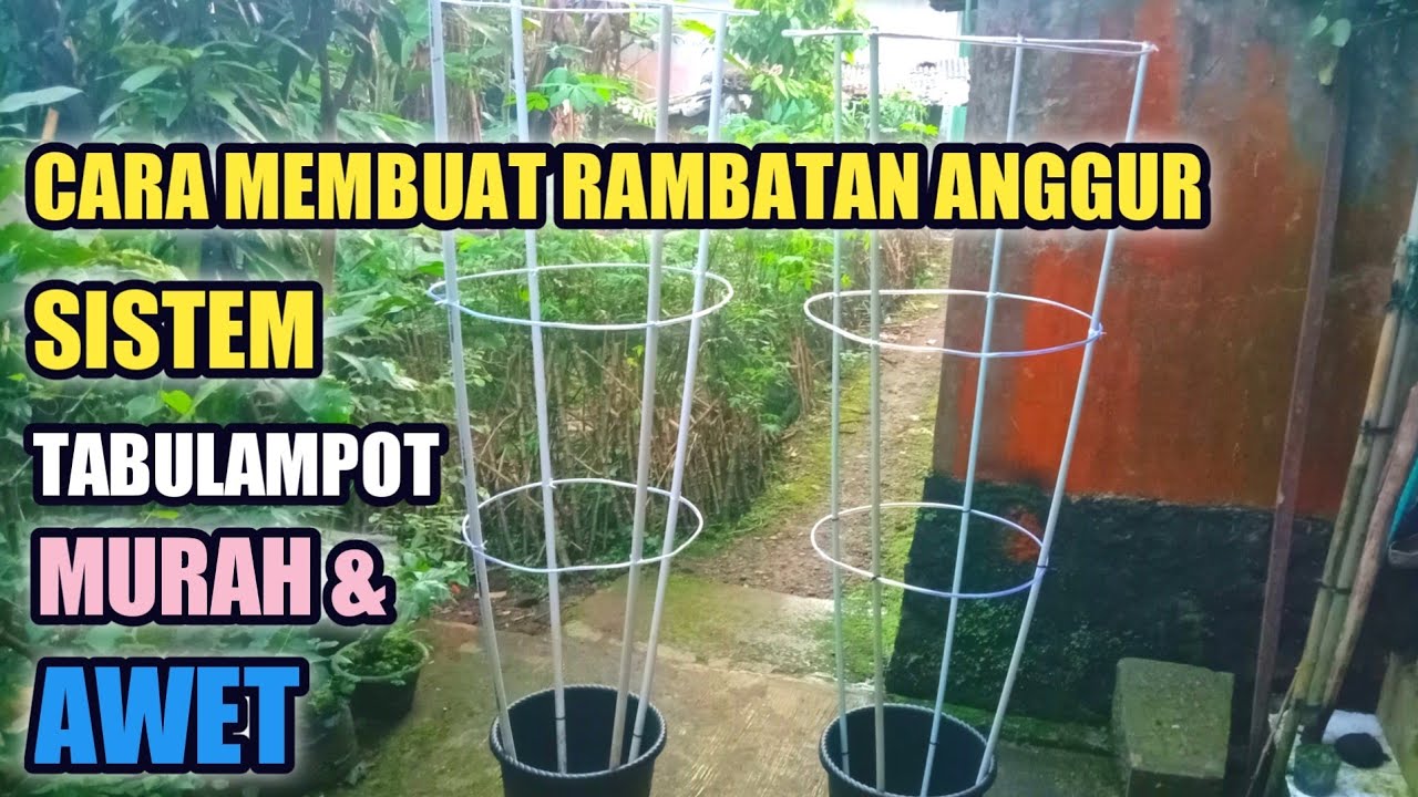 Cara Membuat Rambatan Anggur Sistem Tabulampot Yang Murah & Awet 🍇🍇 ...