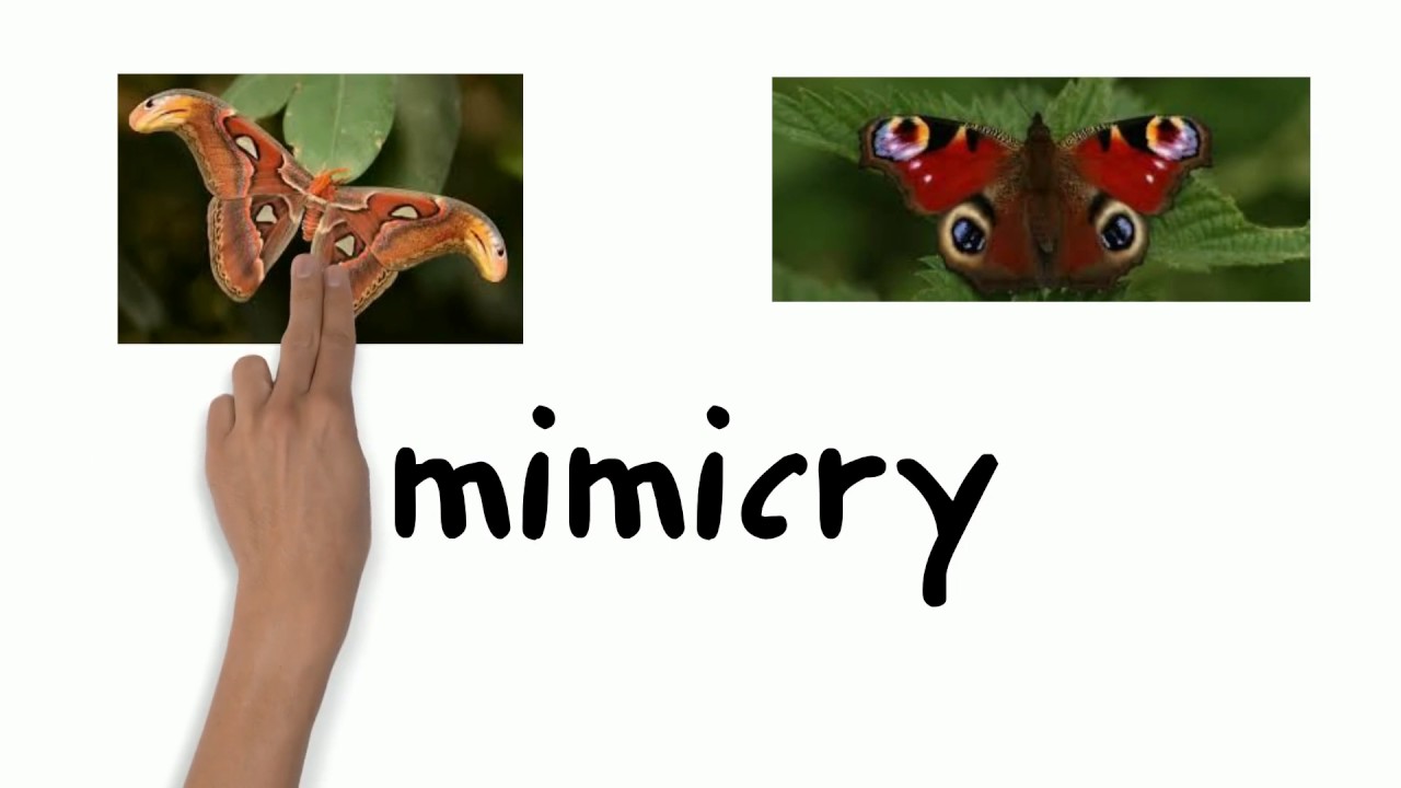 How do Adaptations Help Living Things Survive? - YouTube