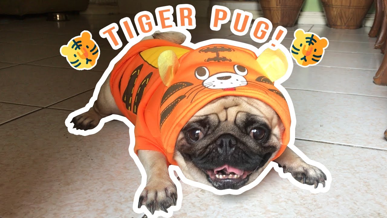PUG TURNS INTO A TIGER 🐯 || Riley the Pug - YouTube