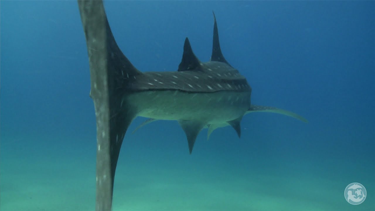 Marine Megafauna Foundation - Using Science to Save Ocean Giants - YouTube