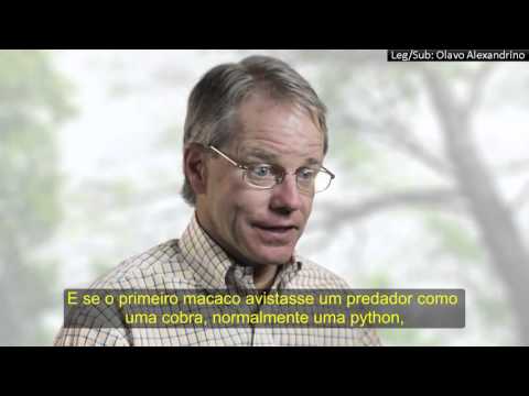 Robert Seyfarth: Macacos podem falar? (LEGENDADO)