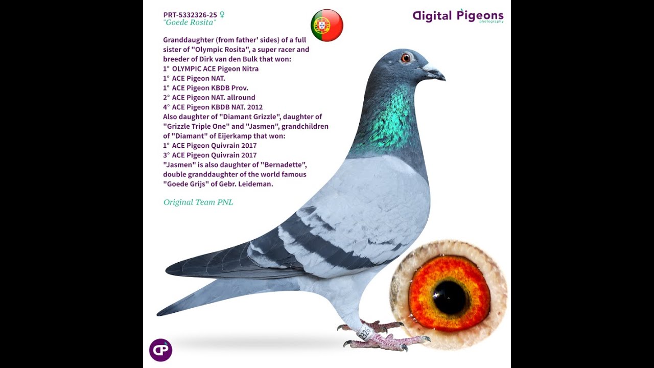 PRT-5332326-25 - GOEDE ROSITA -TEAM PNL - DIGITAL PIGEONS AUCTIONS ...