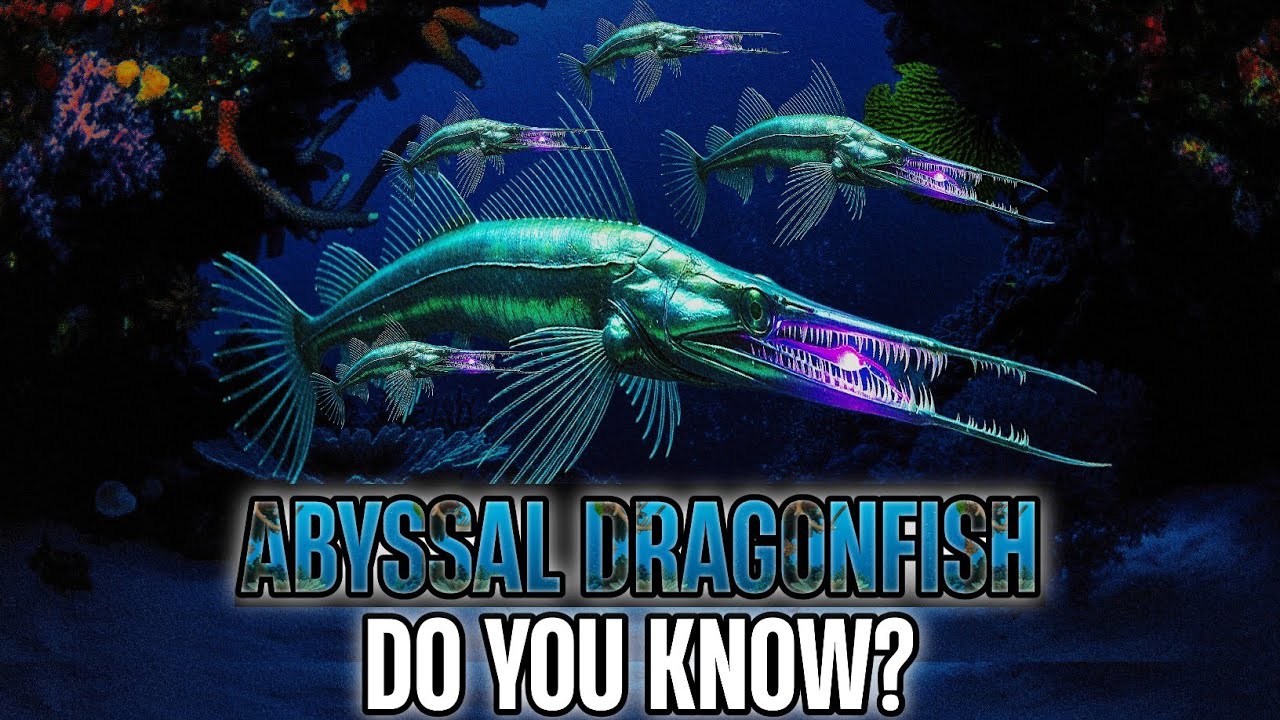 Crazy! What creature is the Abyssal Dragonfish? You have to know! - YouTube