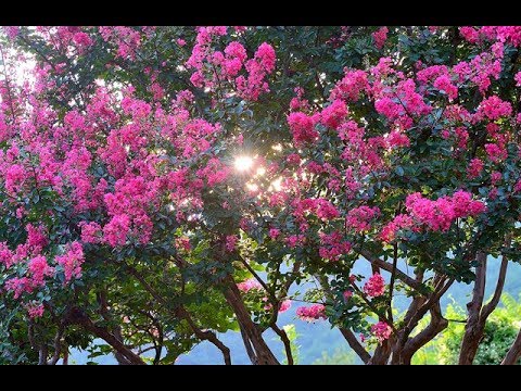 꽃이 핀 간지럼나무 Flowers Tickle tree - YouTube