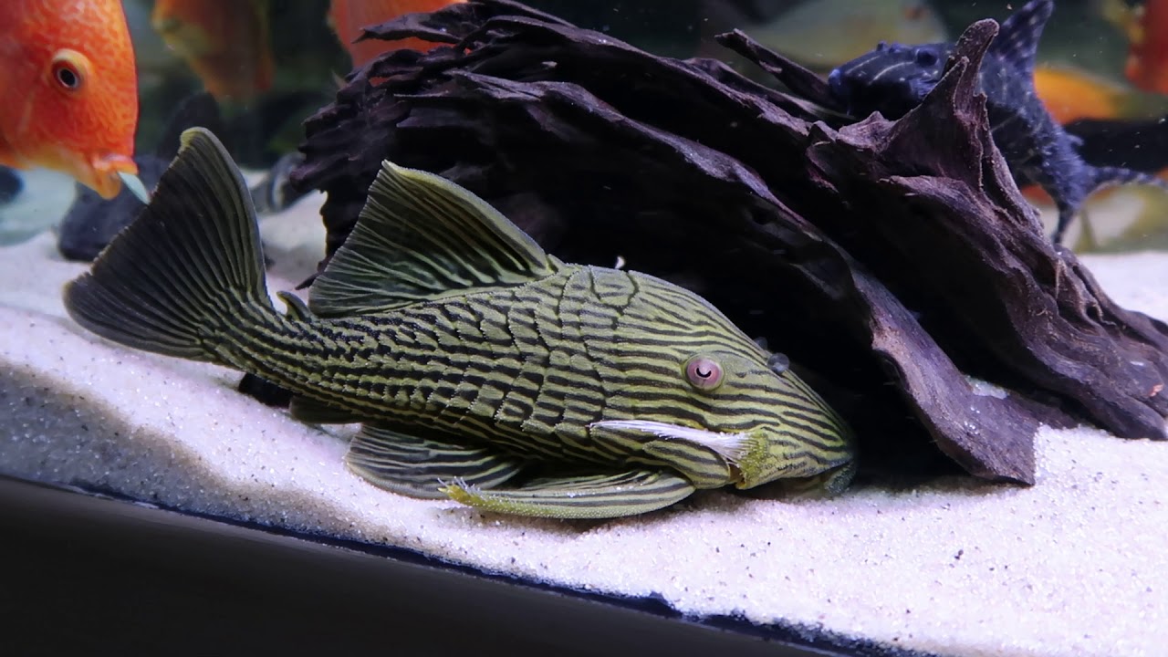 Pleco collection L L-27D L-204 L-25 L-114 - YouTube