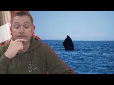 UPDATE zum Buckelwal: Wal hat sich über Nacht befreit, \