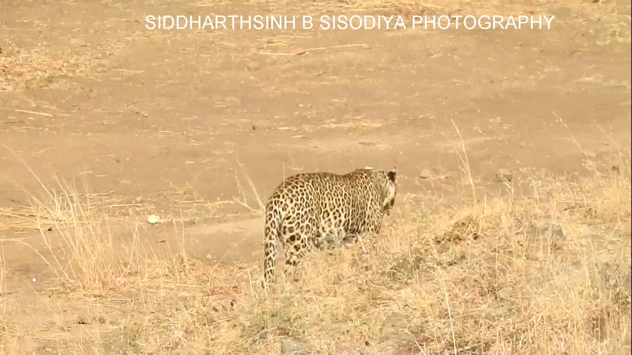 Gir national park wildlife sanctuary gir leopard - YouTube