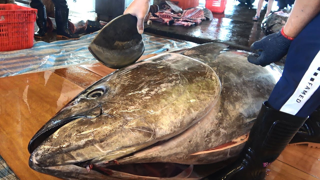 770 Pounds Giant Bluefin Tuna , Marlin Cut with World's Sharpest Fish ...