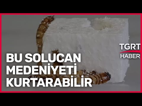 Dünyayı Felaketten Kurtaracak Keşif - TGRT Haber