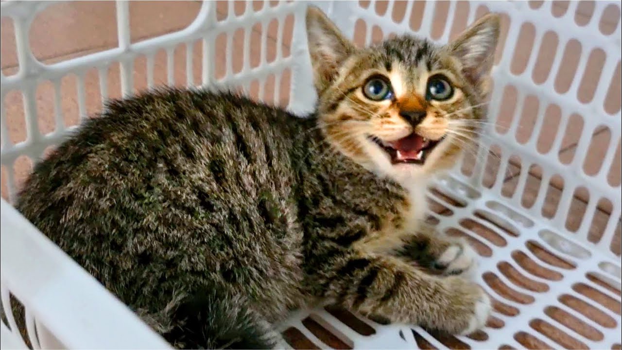 Angry Kitten Slaps Cat Because Cat Attacks Kitten - Cats Meowing - YouTube