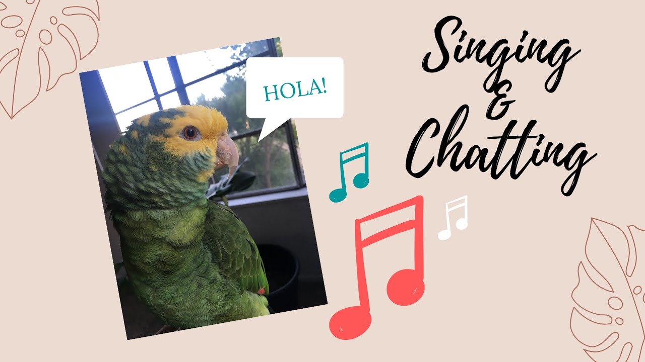 Singing and chatting with Iris the parrot - YouTube
