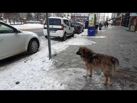 Kars'ta Başıboş Köpekler - 1