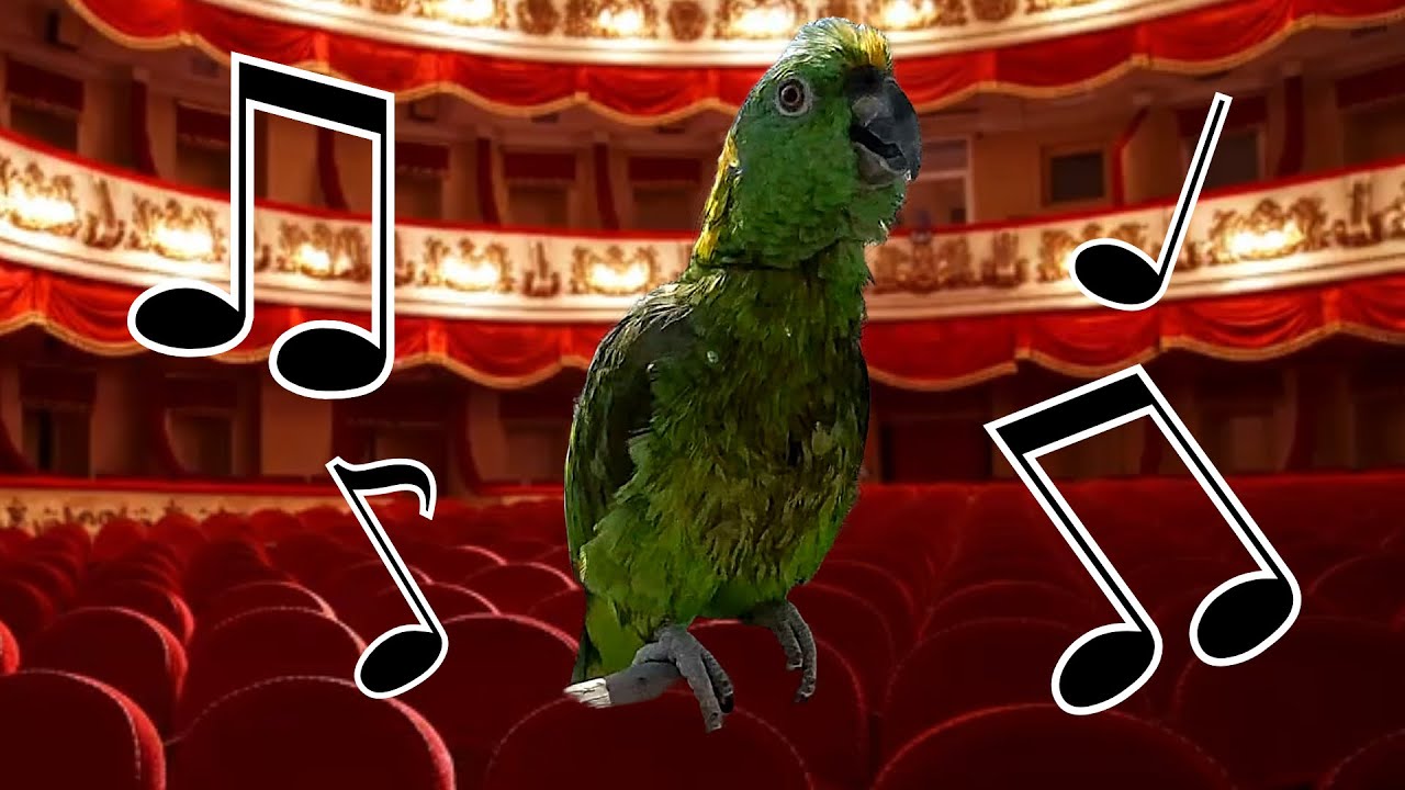 Charlie Murphy the Parrot singing opera while drying off after shower ...