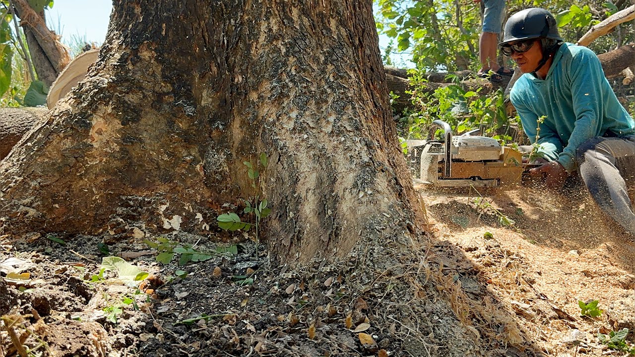 The last tree is very troublesome ‼️ Cut down 2 trembesi trees in the ...