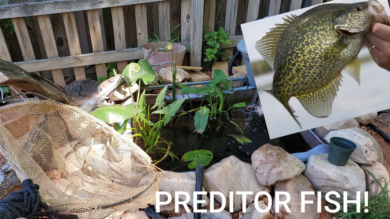 4 NEW *PREDATOR* FISH For my PREDITOR POND! - YouTube