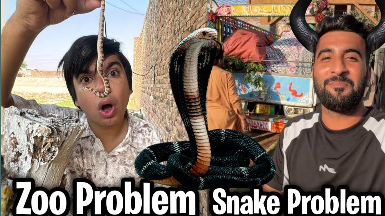 SW Pet House Zoo Problem | Shehr Main Dihat Snake Problem - YouTube