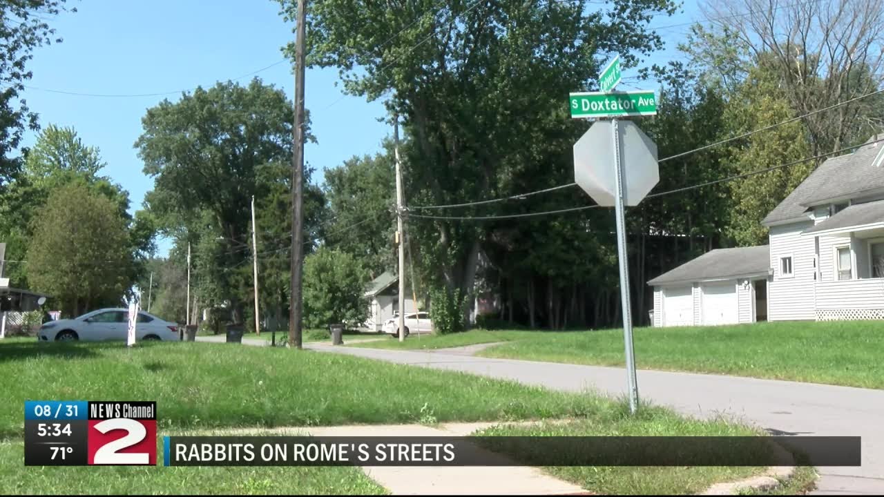 Rome Rabbit Rescue - YouTube