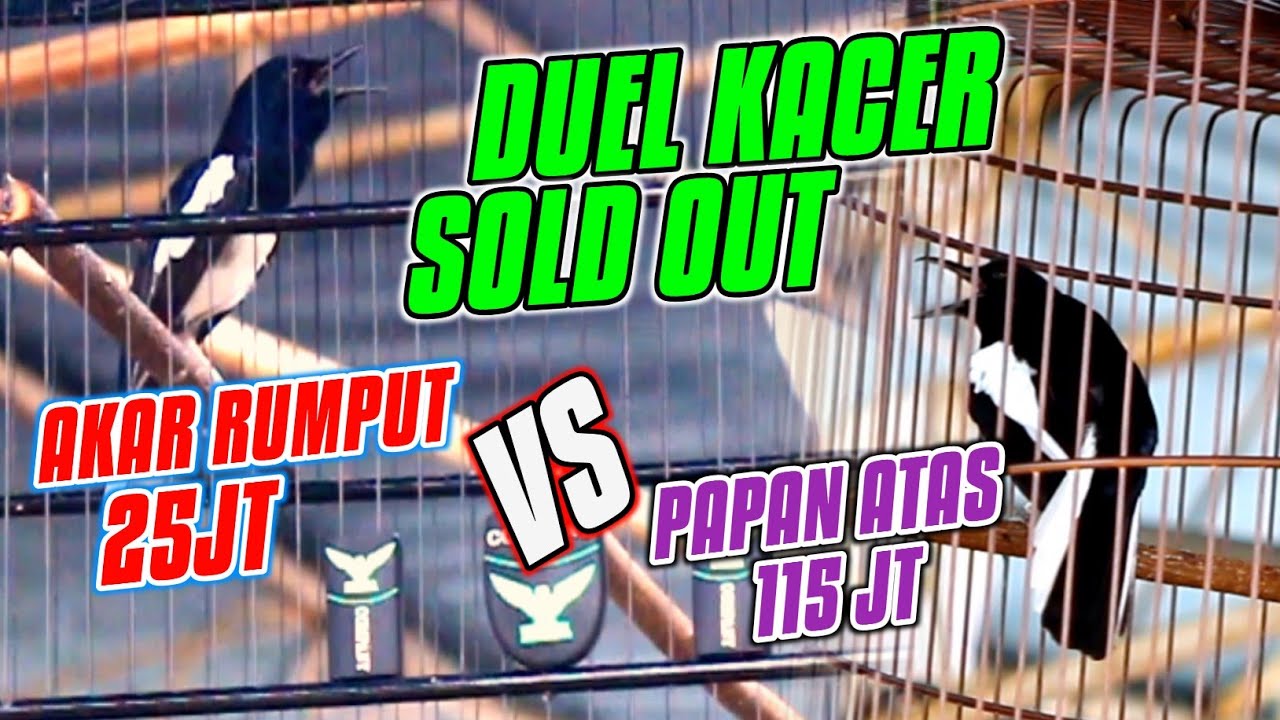 DUEL KACER SOLD OUT📌AKAR RUMPUR SOLD RP.25JT VS PAPAN ATAS SOLD RP.115 ...