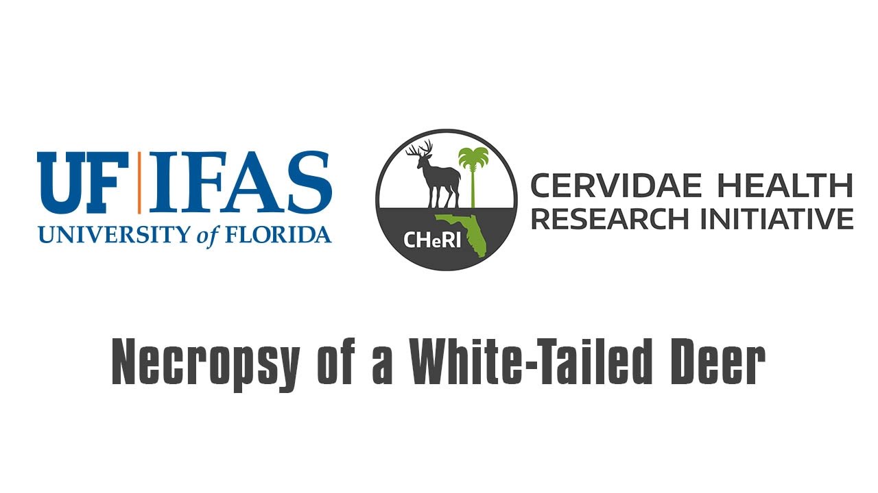 Necropsy of a White-Tailed Deer - YouTube