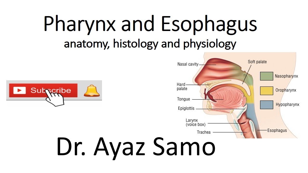 Pharynx and Esophagus - YouTube