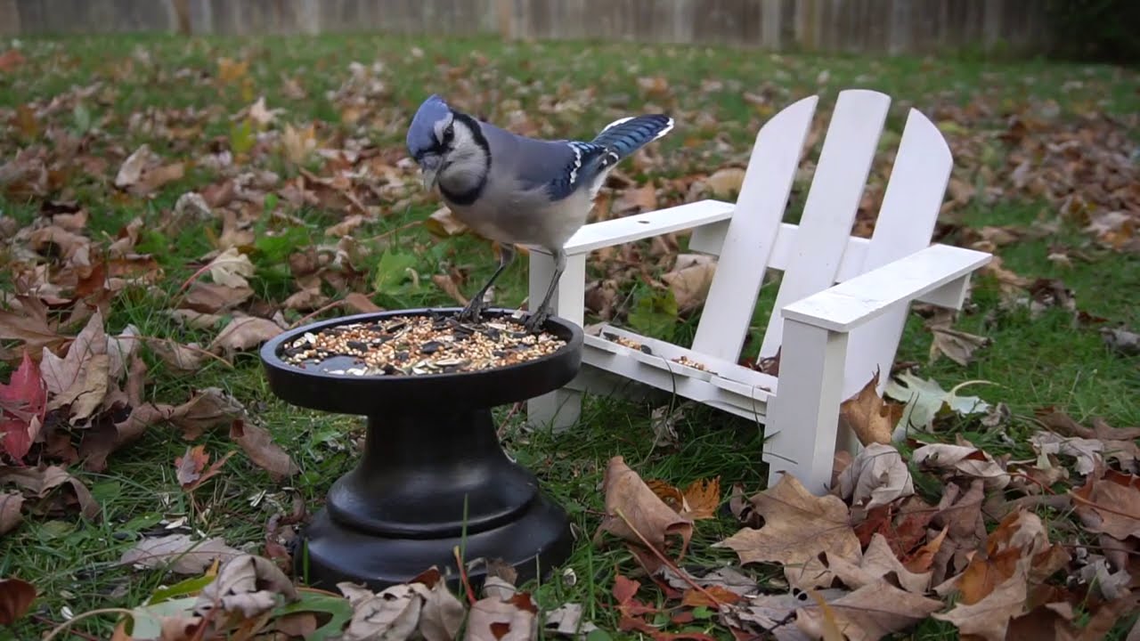 Lounging Blue Jays and Squirrels - Nov 5, 2020 - YouTube