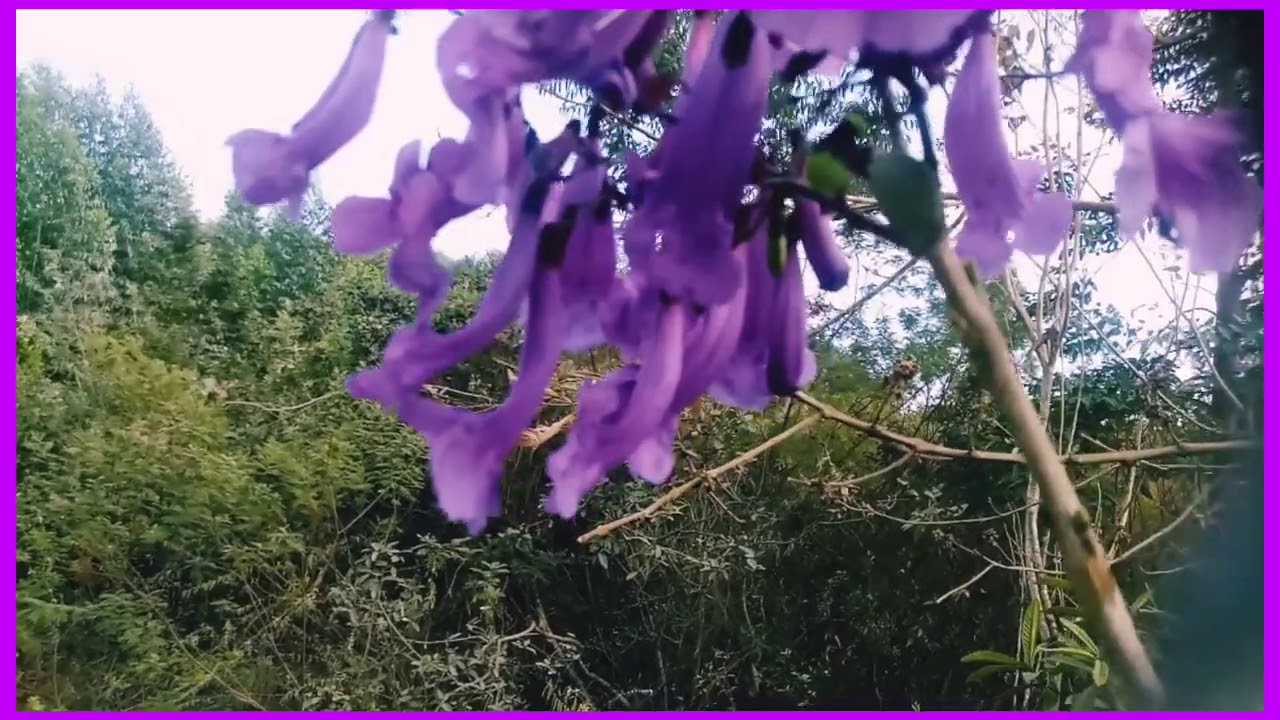 #Carobinha. CAROBINHA LINDA PLANTA MEDICINAL - YouTube