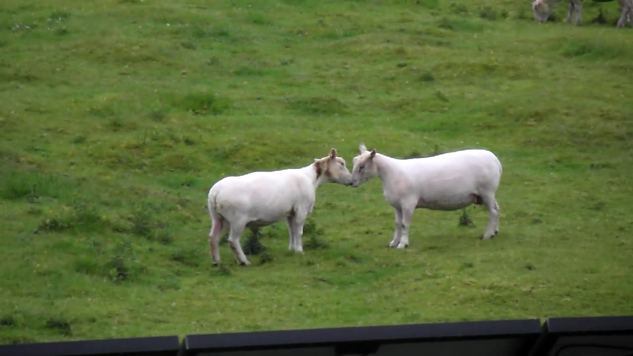 Two Ewes Squaring up. - YouTube