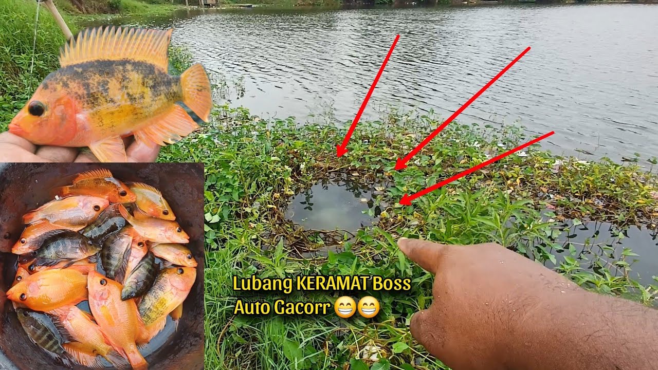 LUBANG INI BARU SAYA BUKA, UDAH GACOR AJA• Mancing Ikan Hama RED DEVIL ...