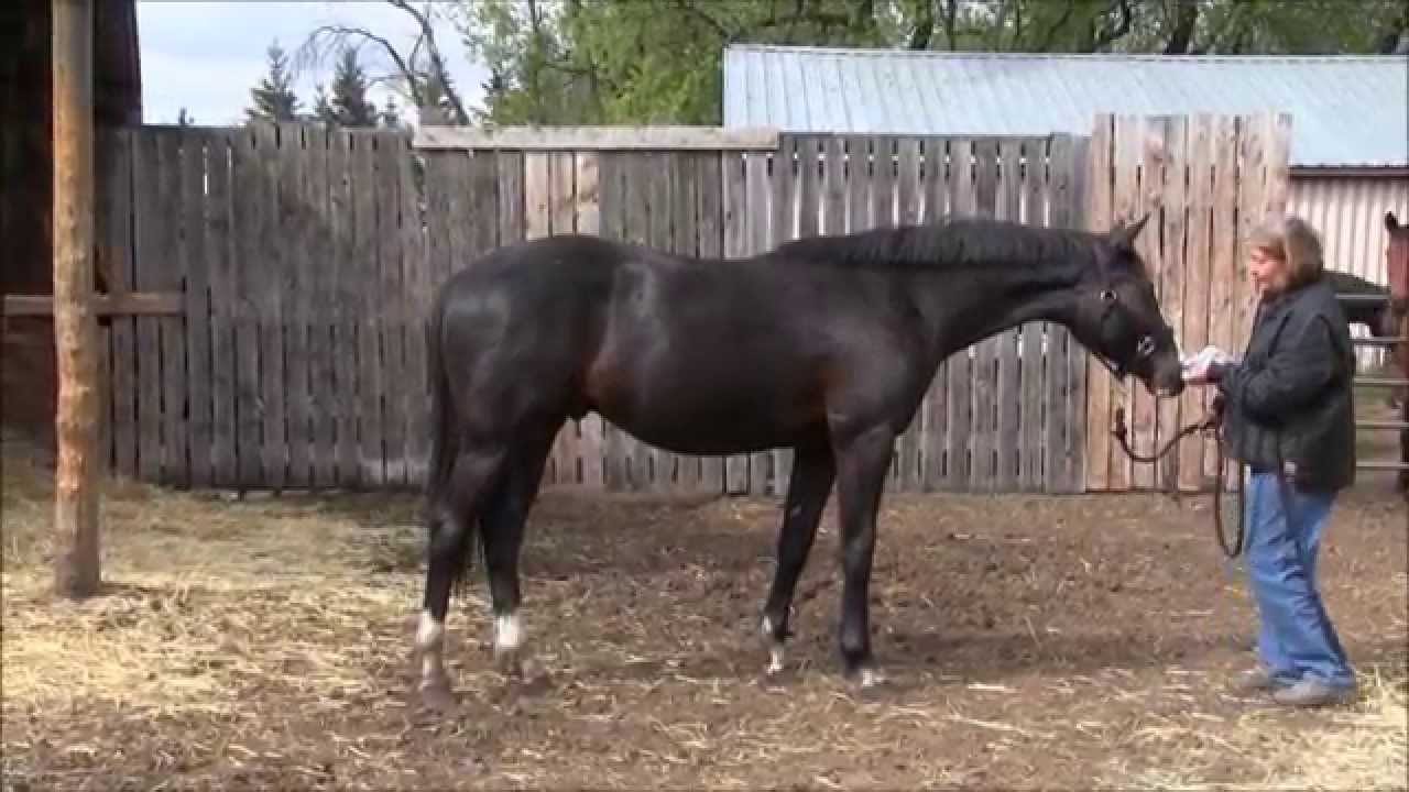BEDROCK BALOU by BON BALOU - 2 Yr old Oldenburg Gelding (Smart Phones ...