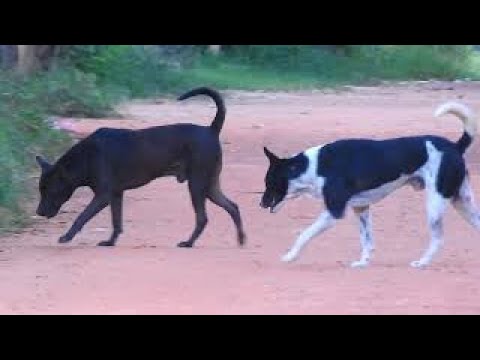 Doggie TV | Hot Sexy Dog Breeding So Sweat #01 - YouTube