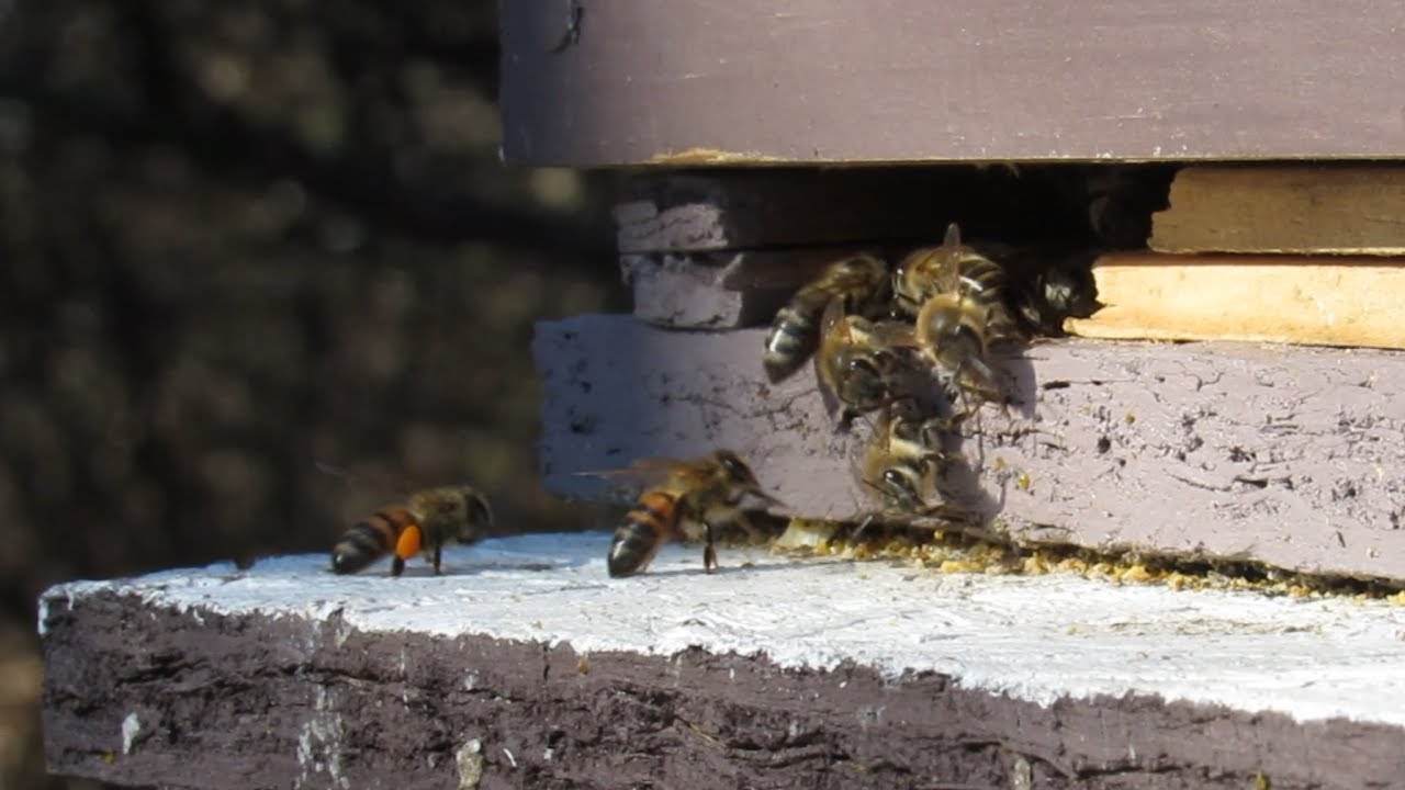 Red Pollen In January - YouTube