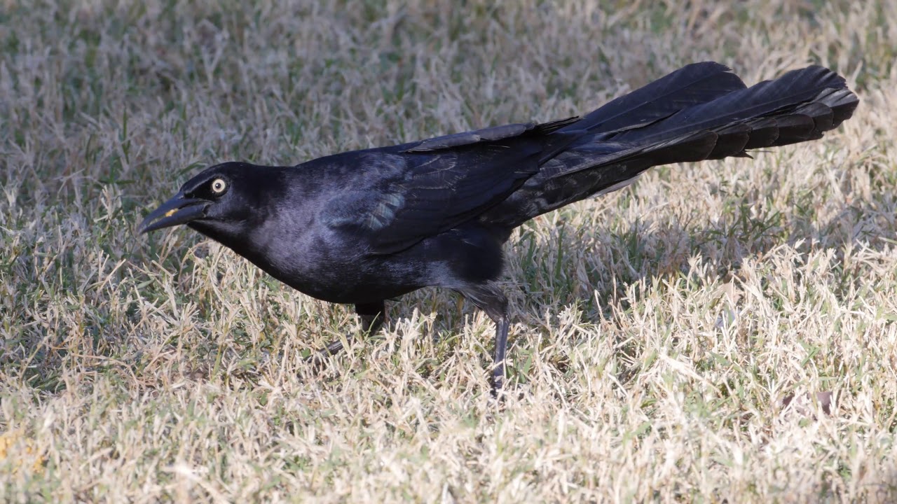 Great-tailed Grackle, Video, Call and Pictures - YouTube
